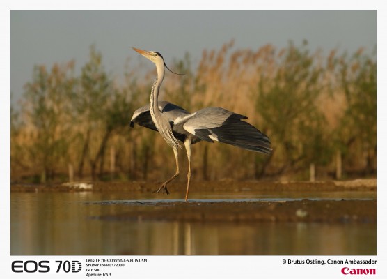 Canon 70d Sample Images