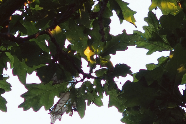 APO lens: What is it and how does it work? - What Digital Camera